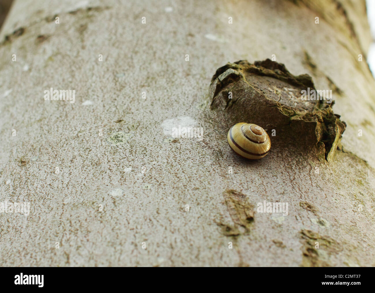 Tree bark snail hi-res stock photography and images - Alamy