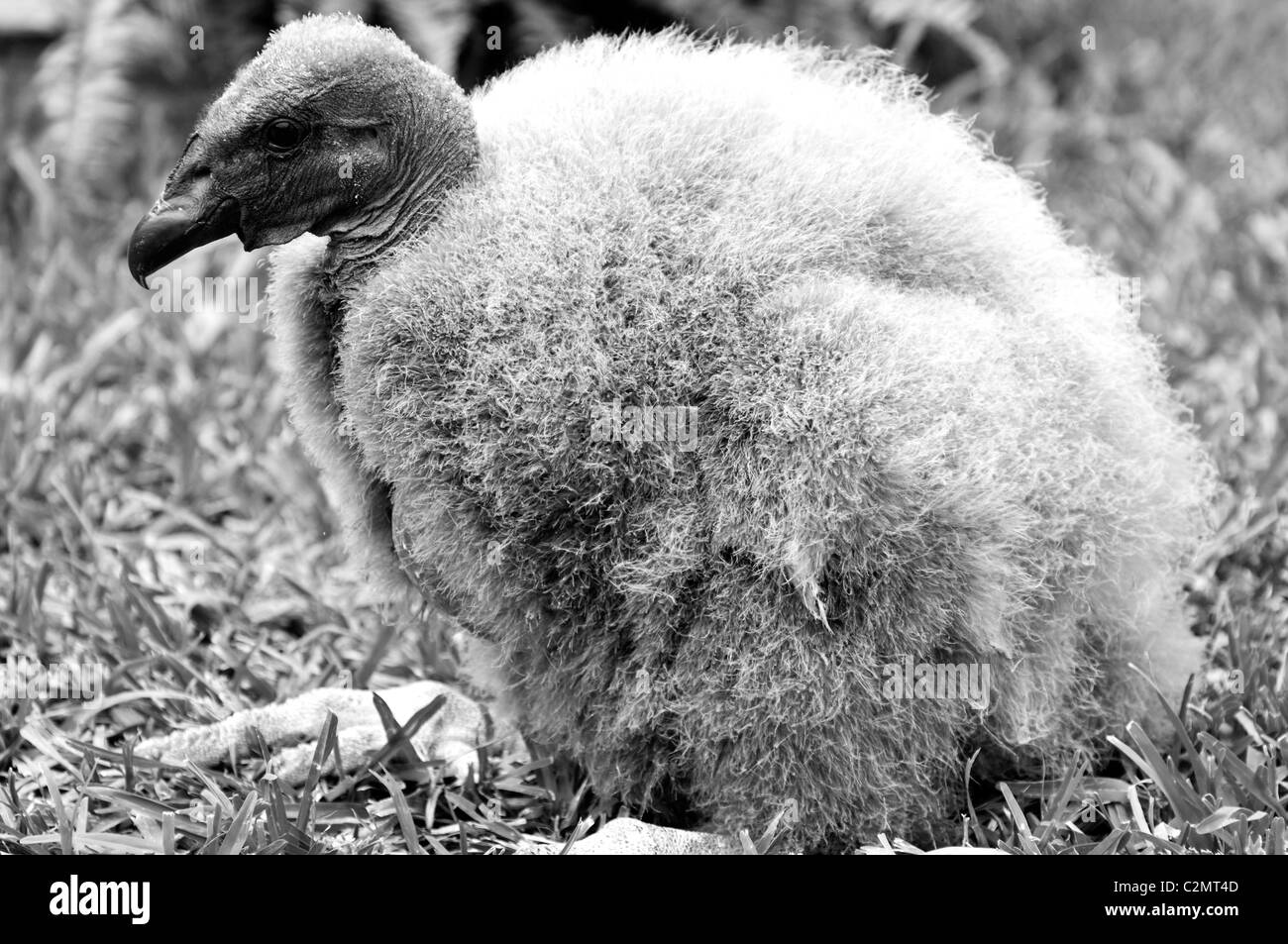 California condor baby hi-res stock photography and images - Alamy