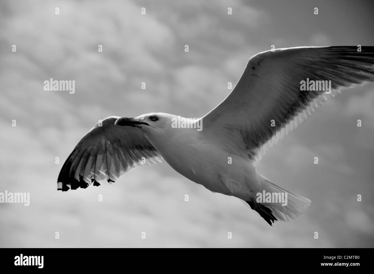 Bw of bird hi-res stock photography and images - Alamy