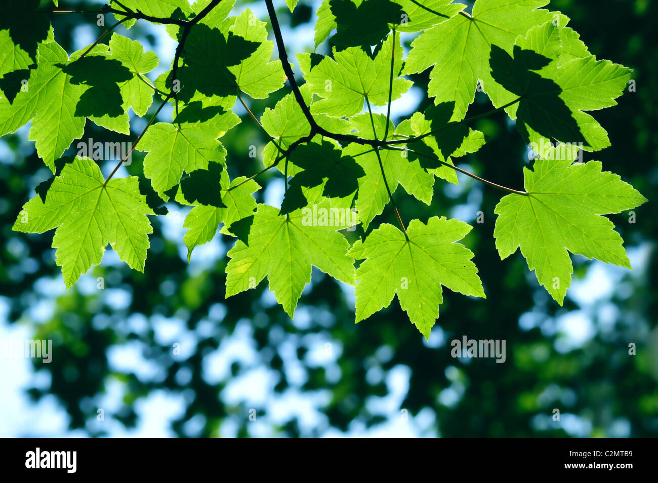 Green maple leaves Stock Photo - Alamy