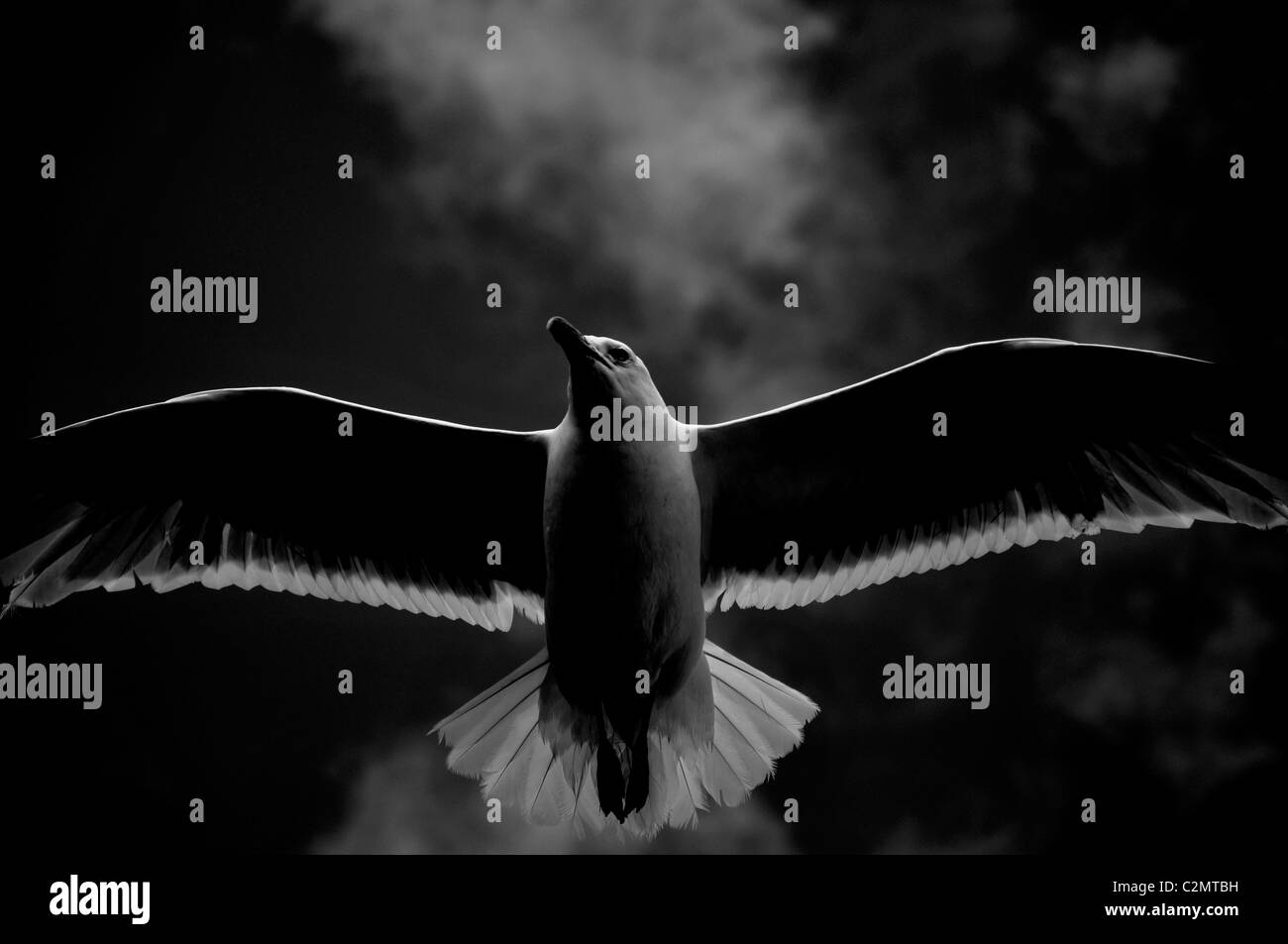 Bw of bird hi-res stock photography and images - Alamy