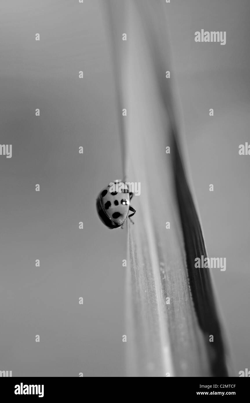 White ladybug hi-res stock photography and images - Alamy