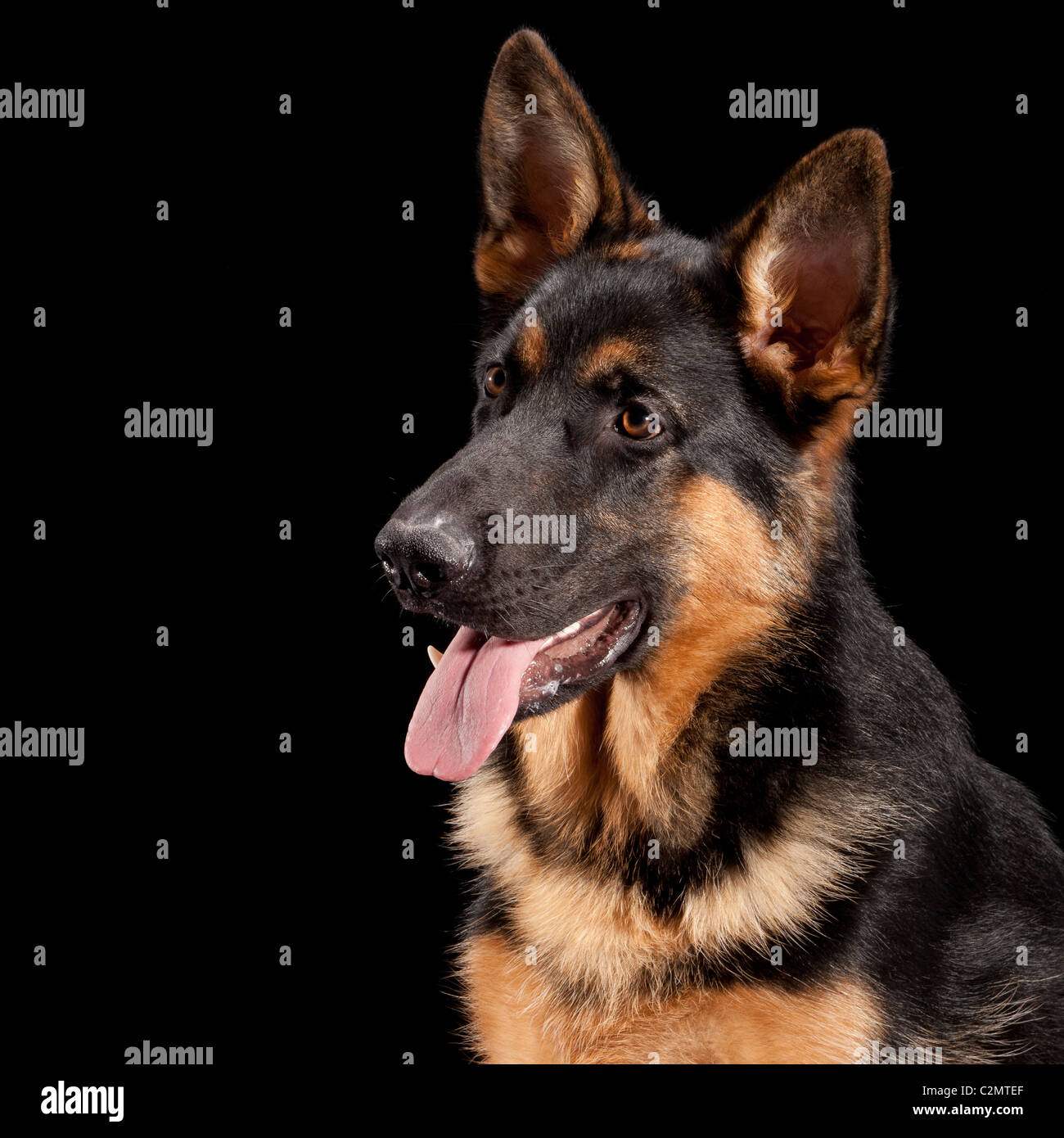 Young male German Shepherd Dog at 7 months old Stock Photo - Alamy