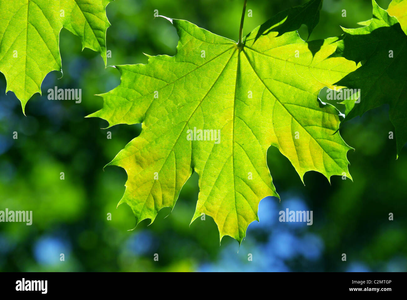 Green maple leaves Stock Photo - Alamy