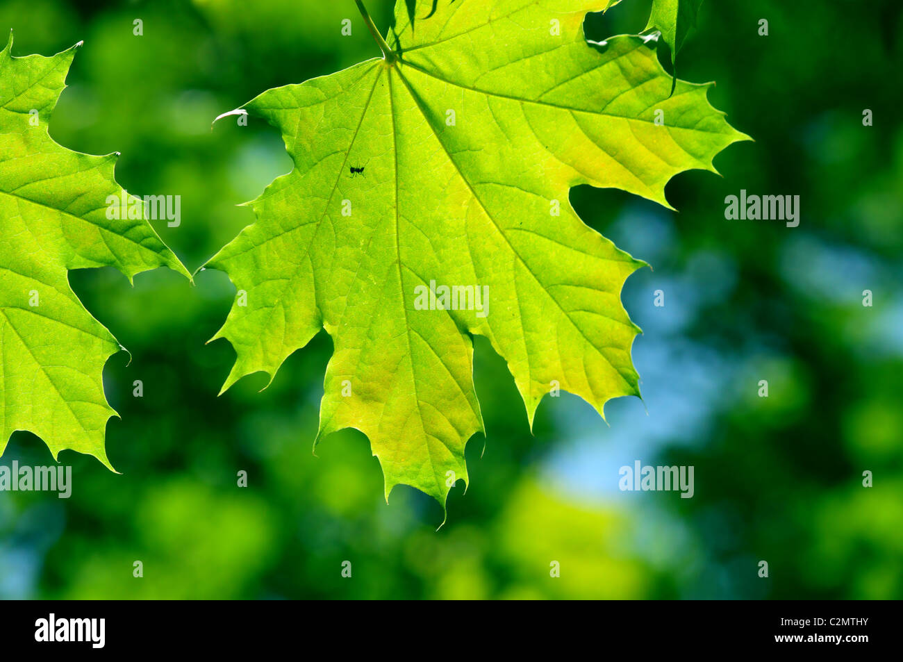 Lush fores hi-res stock photography and images - Alamy
