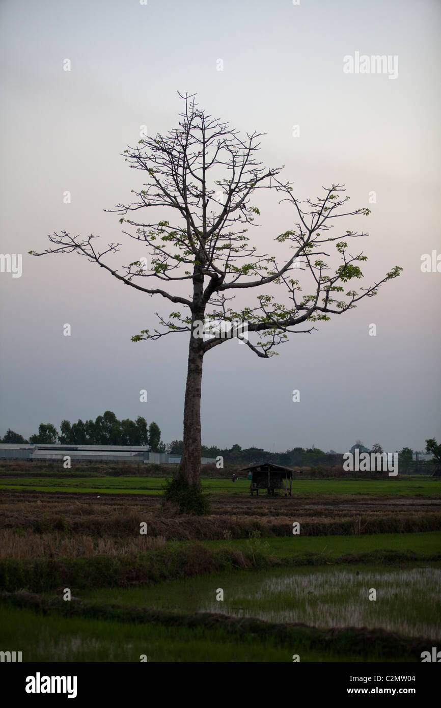 Tree with hut on the rice field in Lampang, Thailand Stock Photo - Alamy