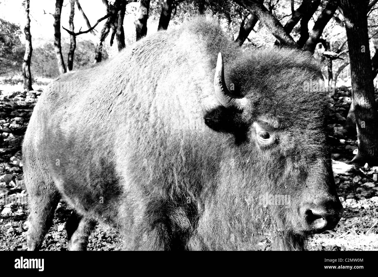 Black and white bison Black and White Stock Photos & Images - Alamy