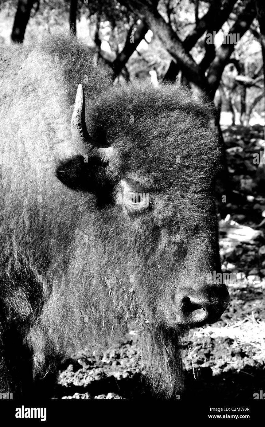 American bison bison hi-res stock photography and images - Alamy