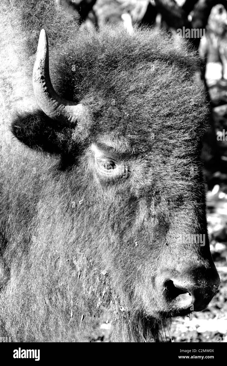 Black white american bison bison hi-res stock photography and images ...