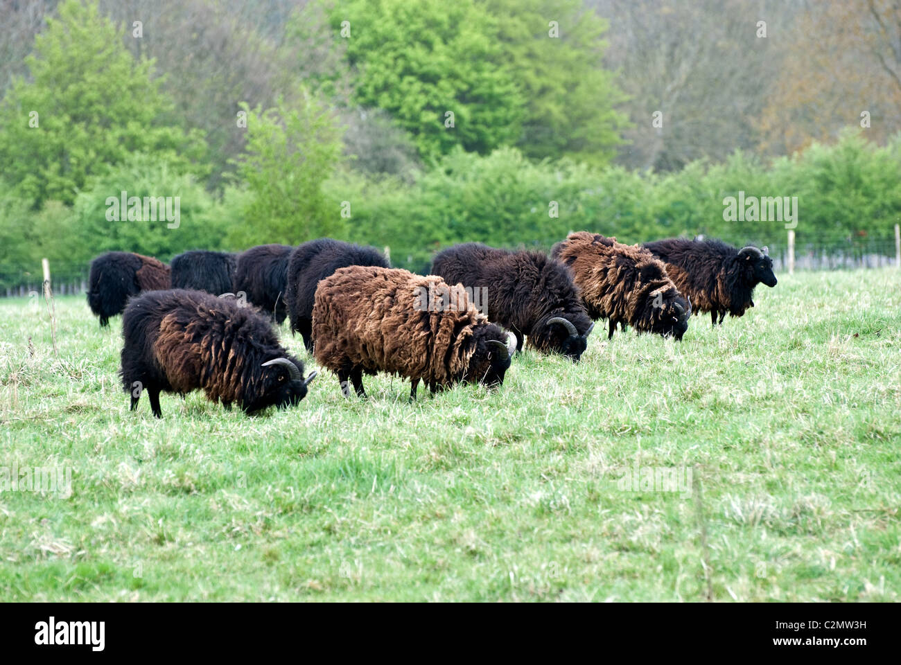 Hebridean breed of sheep for grazing hi-res stock photography and ...