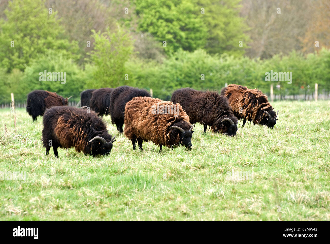 Hebridean breed of sheep for grazing hi-res stock photography and ...