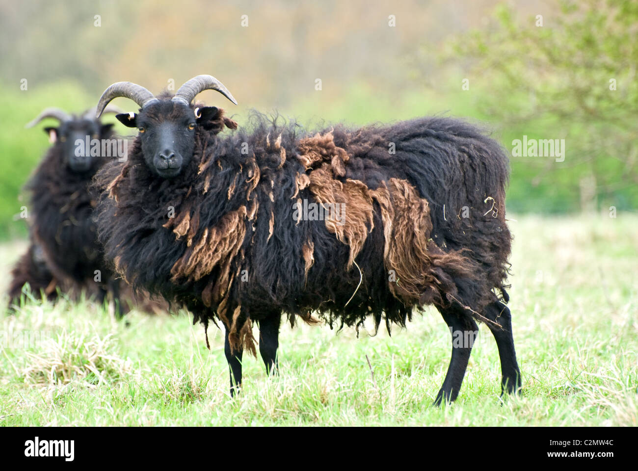 Hebridean breed of sheep for grazing hi-res stock photography and ...