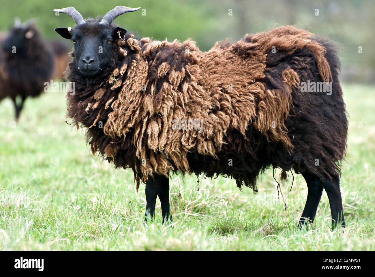 Hebridean breed of sheep for grazing hi-res stock photography and ...