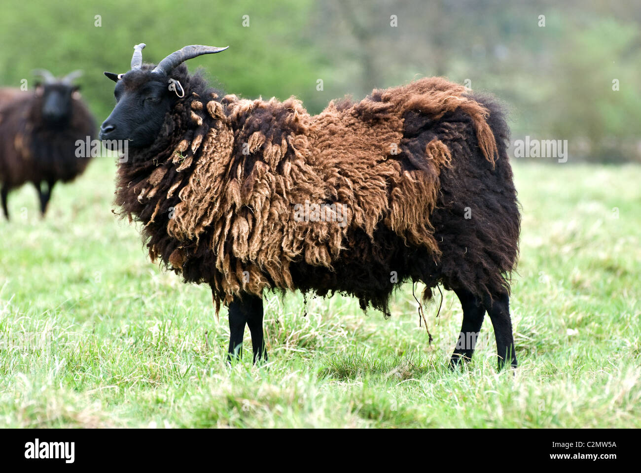 Hebridean breed of sheep for grazing hi-res stock photography and ...