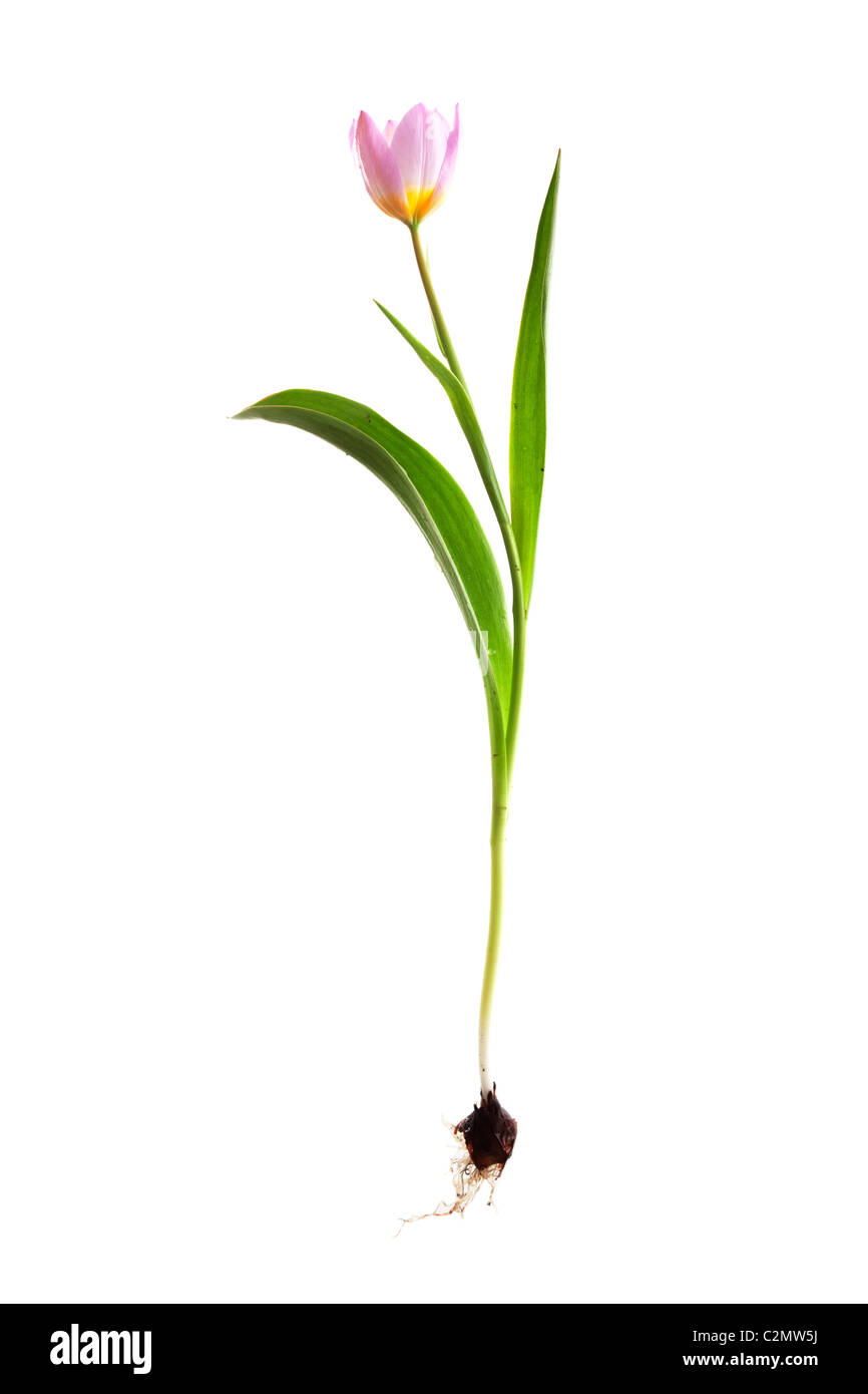 Flower And Stem White Background