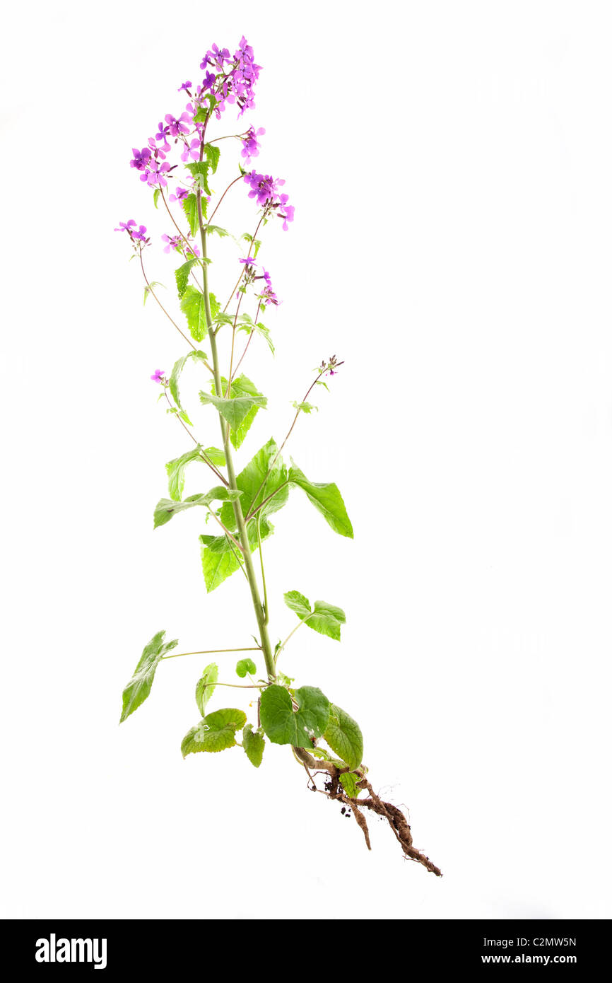 Honesty plant hi-res stock photography and images - Alamy