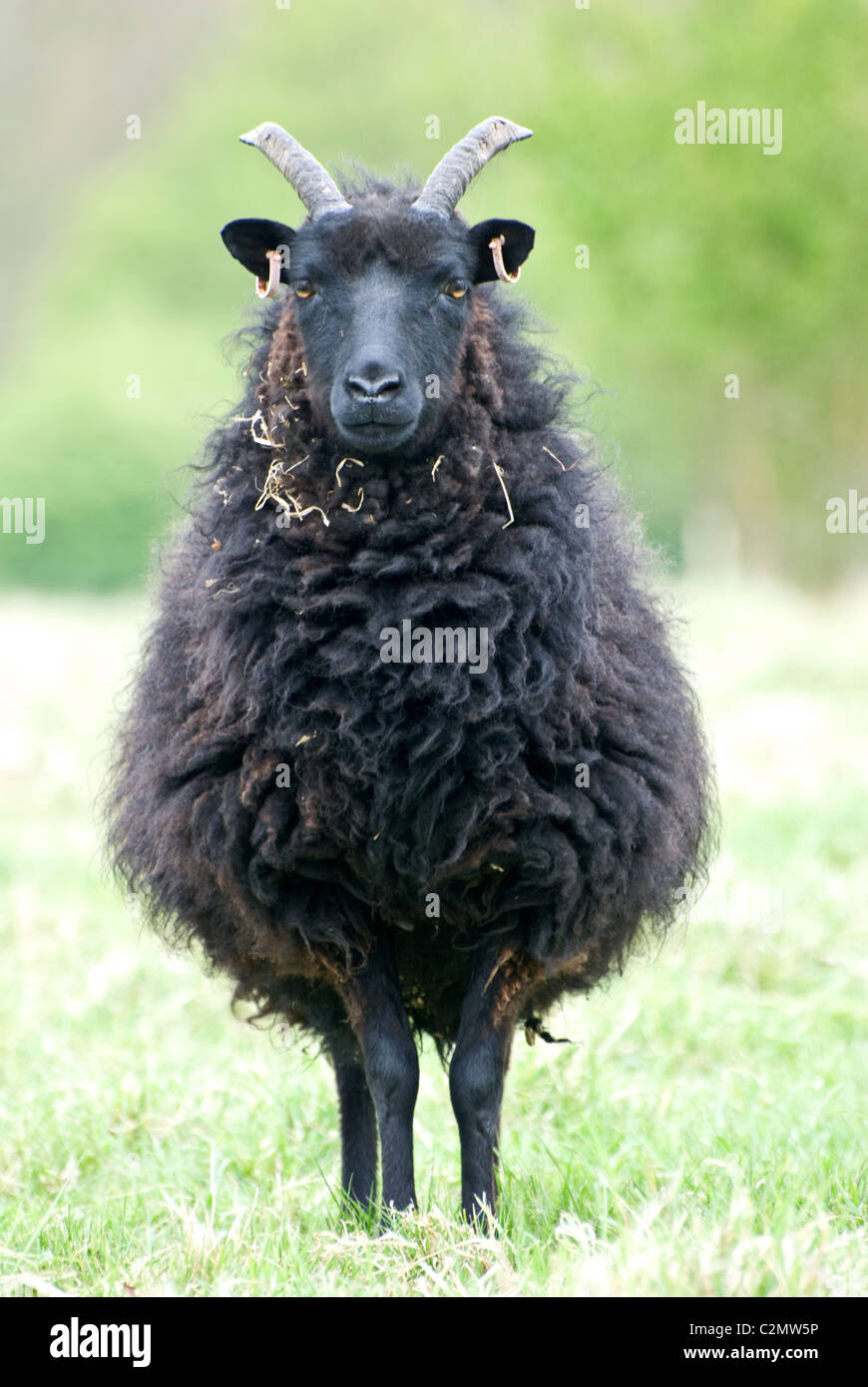 Hebridean Sheep High Resolution Stock Photography and Images - Alamy