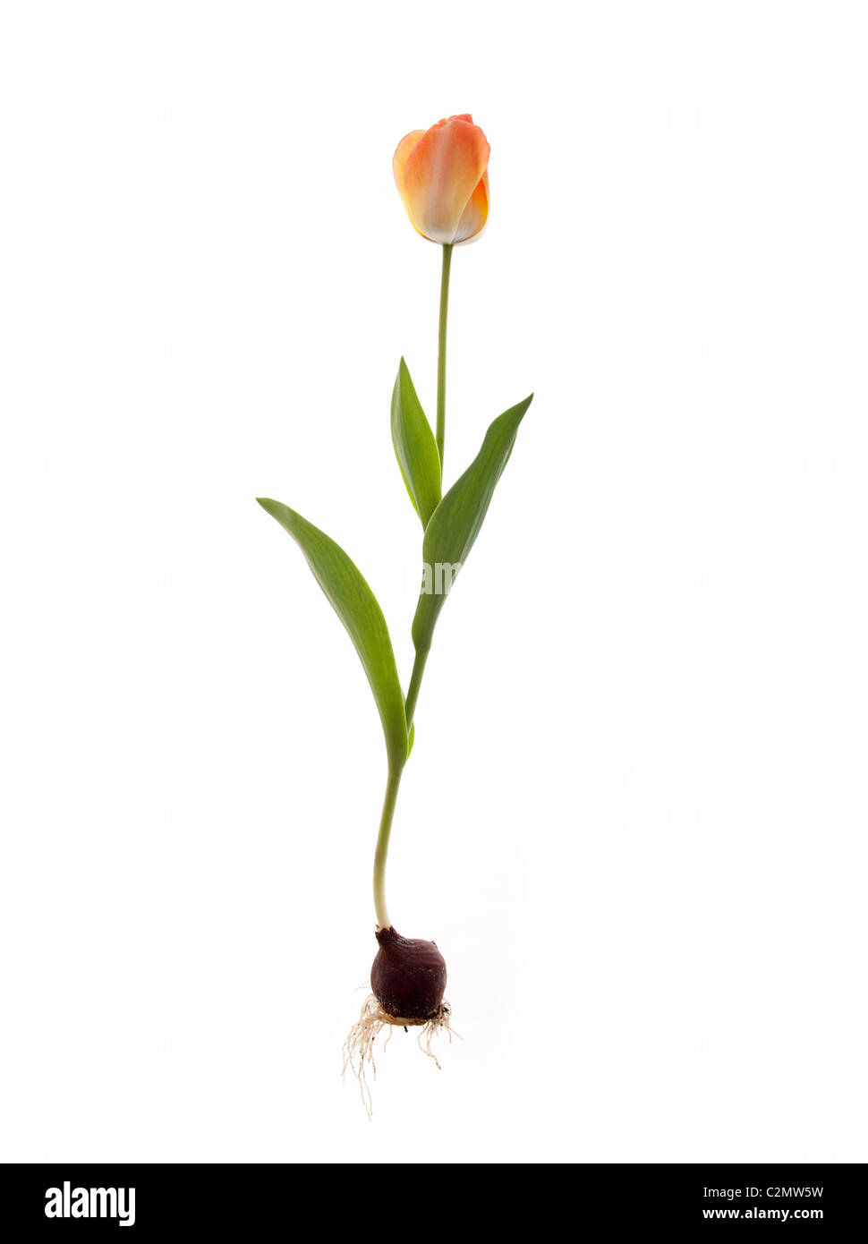 Tulipa cairo hi-res stock photography and images - Alamy