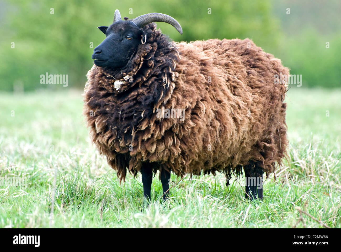 Hebridean breed of sheep for grazing hi-res stock photography and ...
