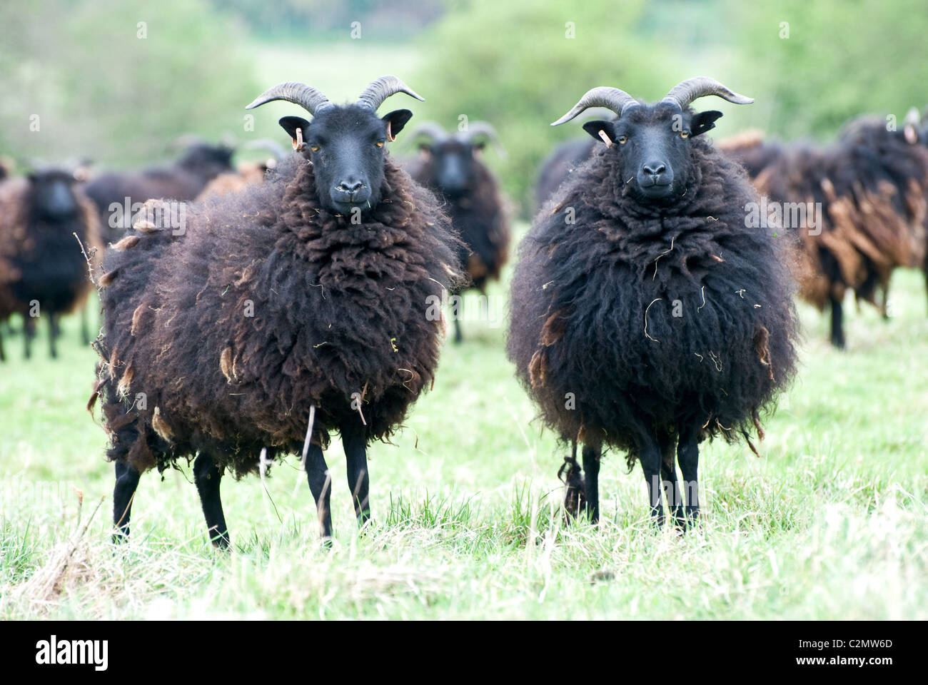 Hebridean breed of sheep for grazing hi-res stock photography and ...
