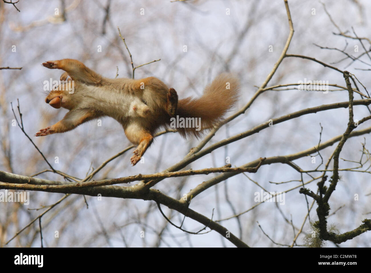 Male Red Squirrel (Sciurus vulgaris) jumping from one tree to another ...