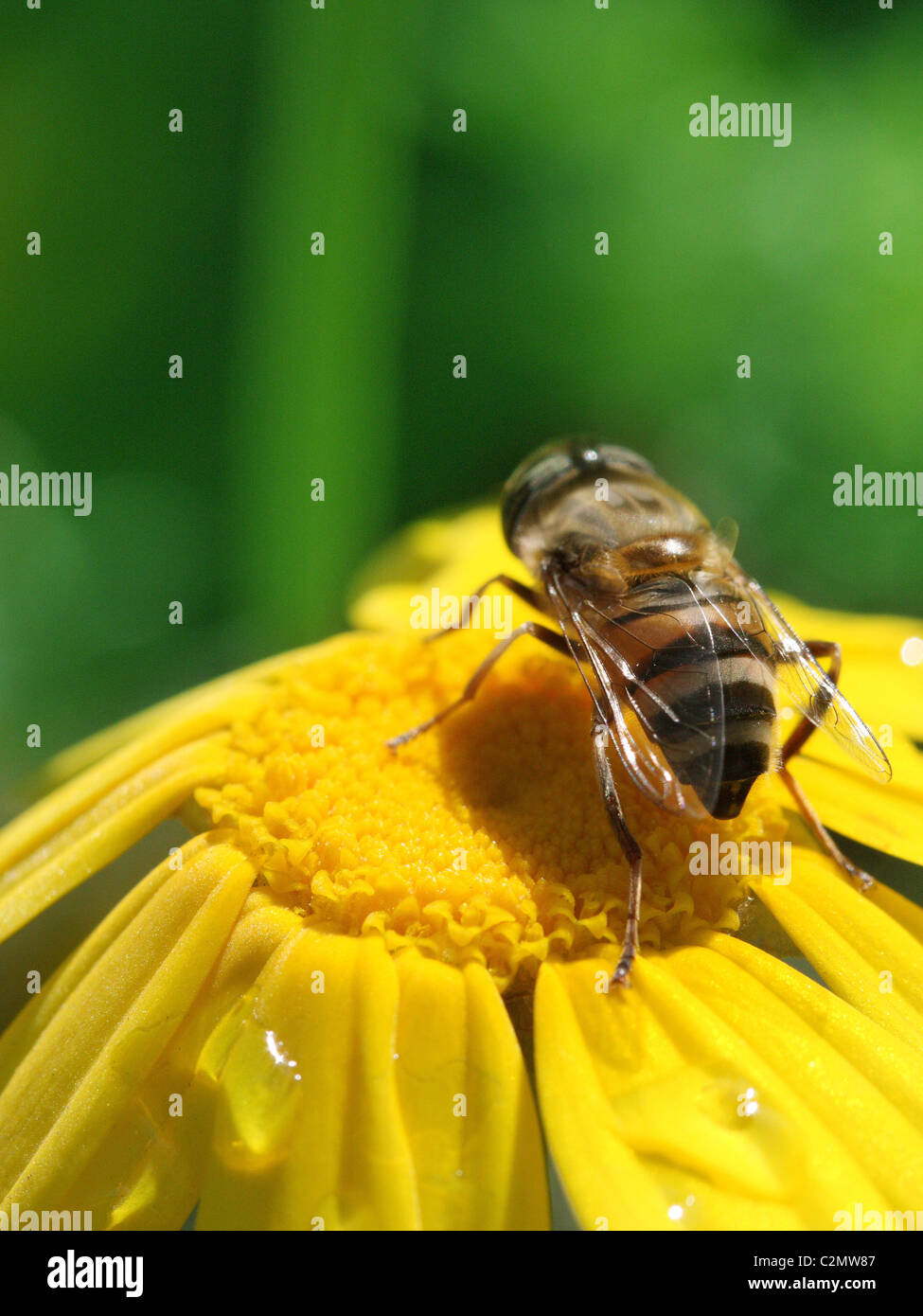 Back details hi-res stock photography and images - Alamy