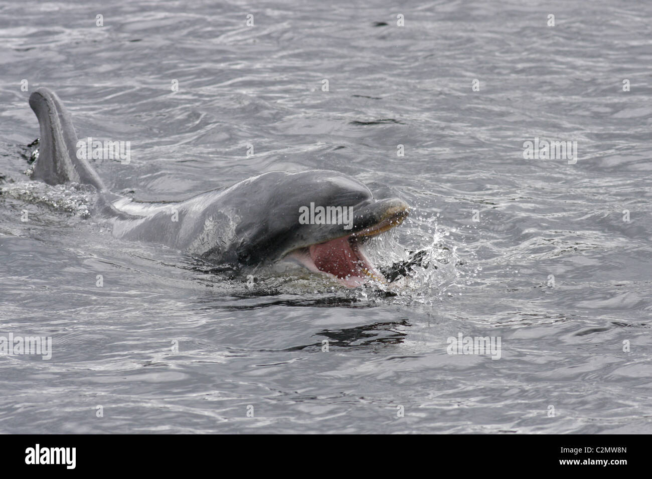 Bottlenose Dolphin (Tursiops truncatus) with beak wide open, Moray ...