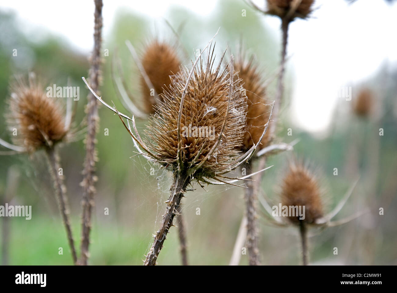 Teazel plant hi-res stock photography and images - Alamy