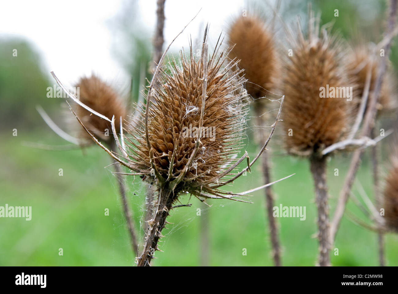 Teazel plant hi-res stock photography and images - Alamy