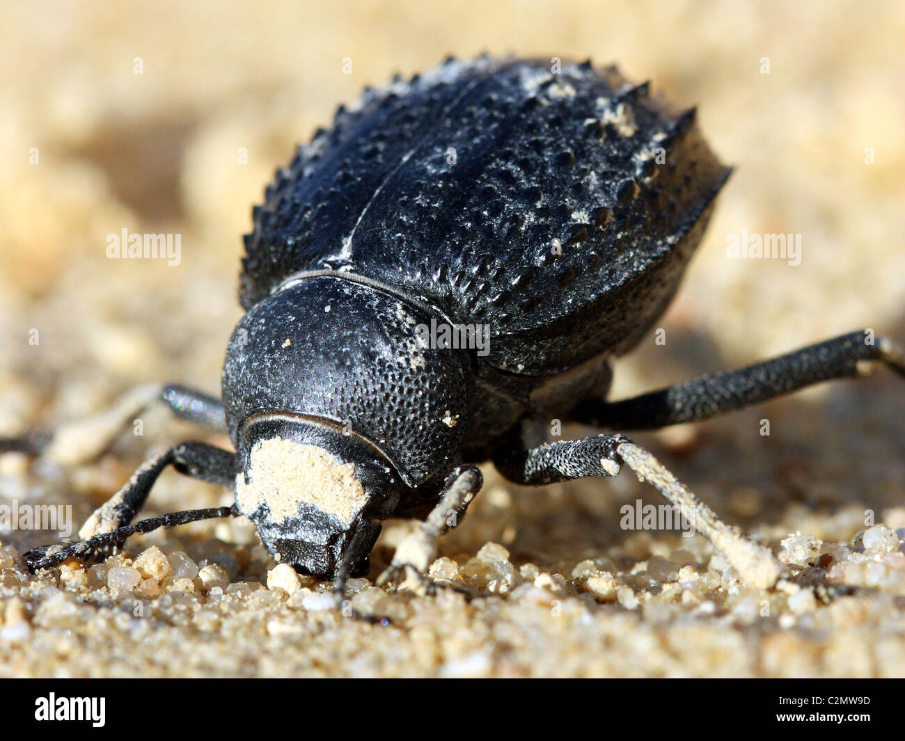 Beetle details hi-res stock photography and images - Alamy