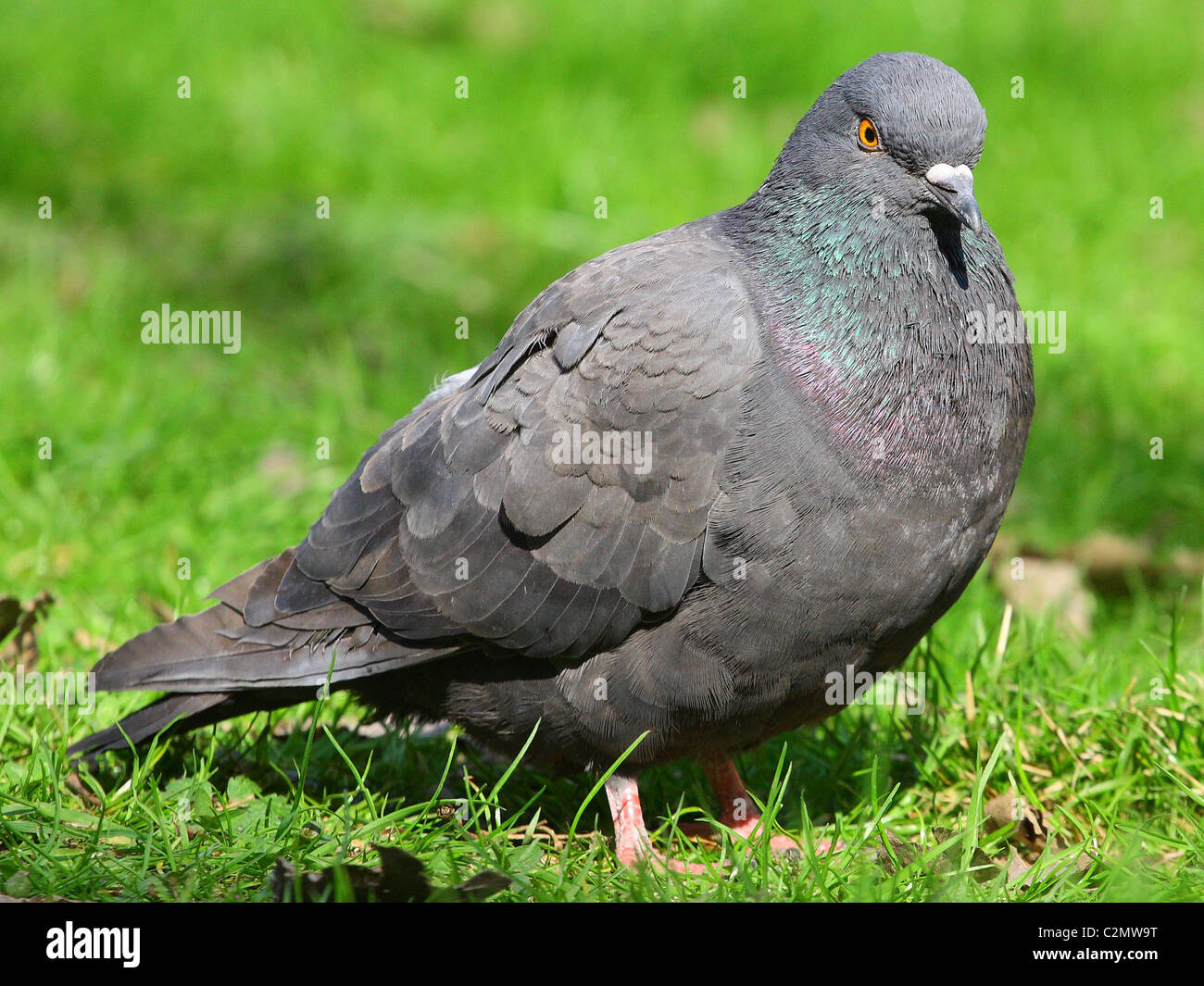 Rock dove hi-res stock photography and images - Alamy