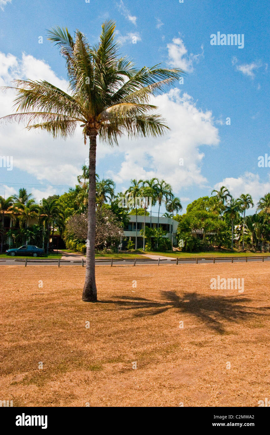 palms along the coast in Darwin, Australia Stock Photo - Alamy