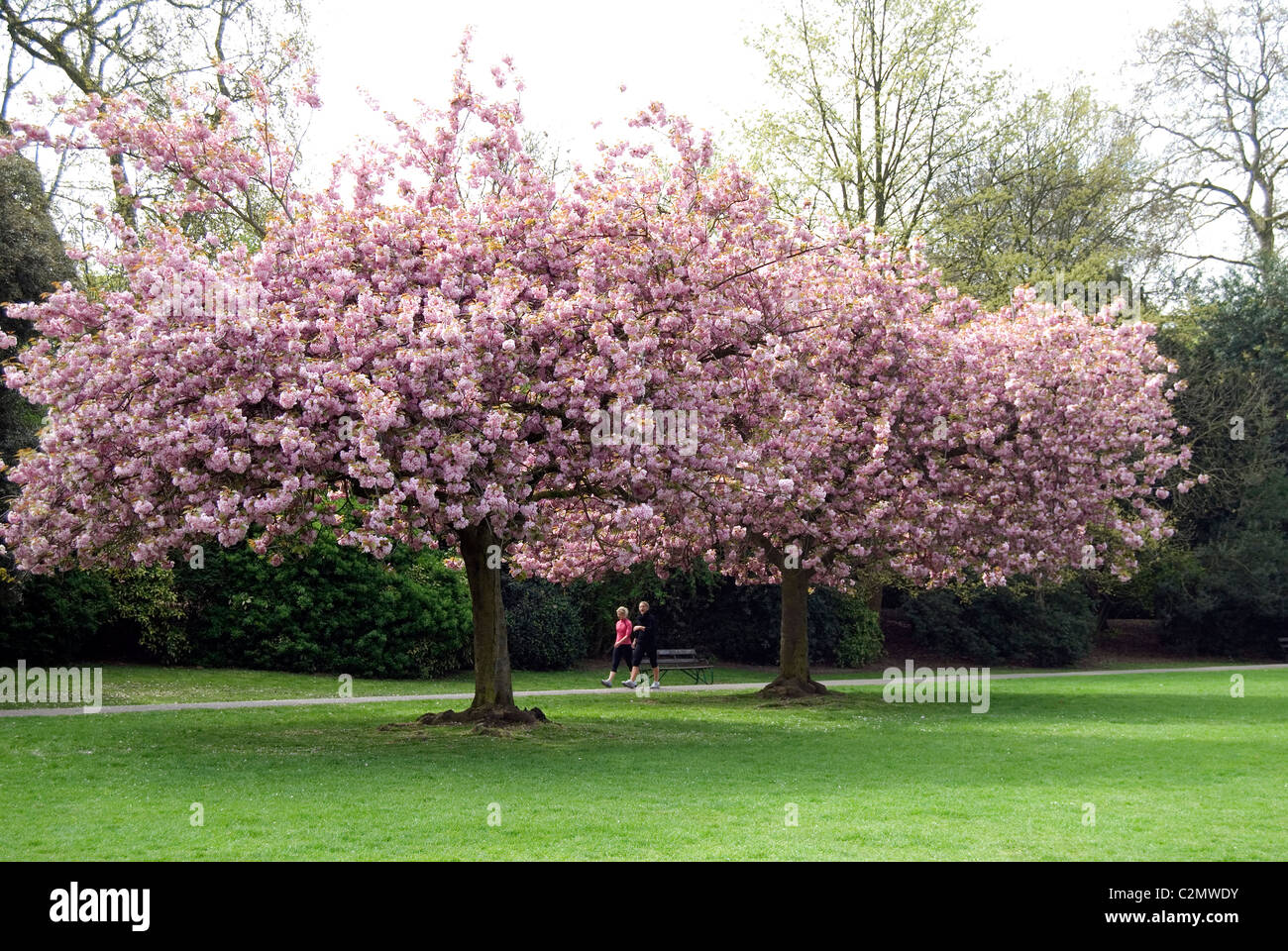 Cherry Trees Blooming in a UK Park Stock Photo - Alamy