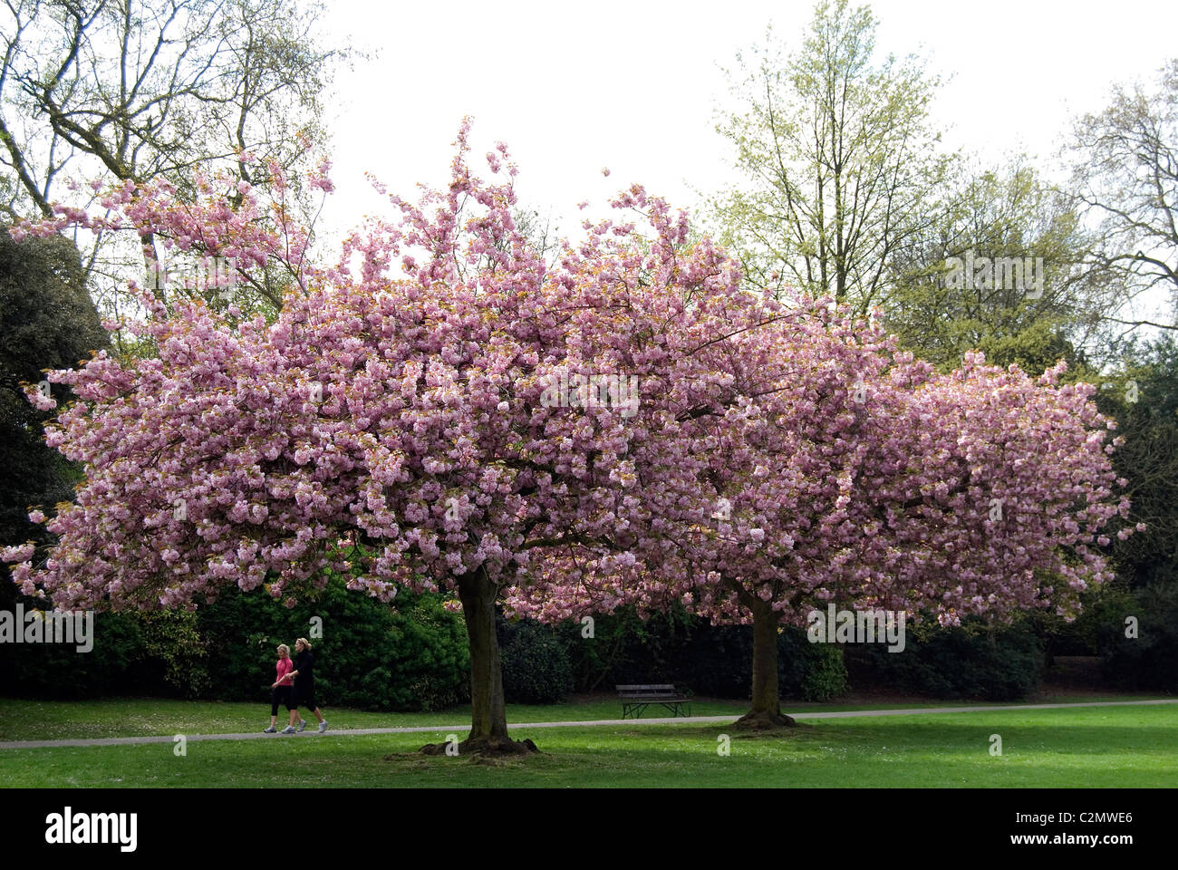 Cherry Trees Blooming in a UK Park Stock Photo - Alamy