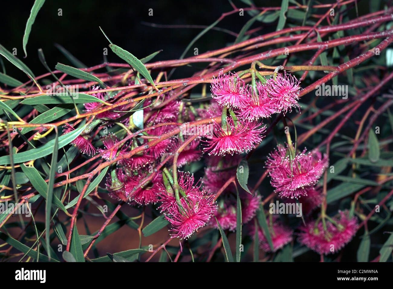 Red-flowered Mallee- Eucalyptus erythronema - Family Myrtaceae Stock ...
