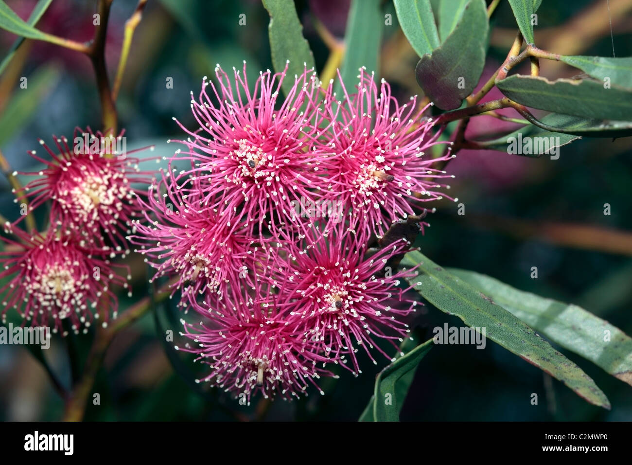 Mallee hi-res stock photography and images - Alamy