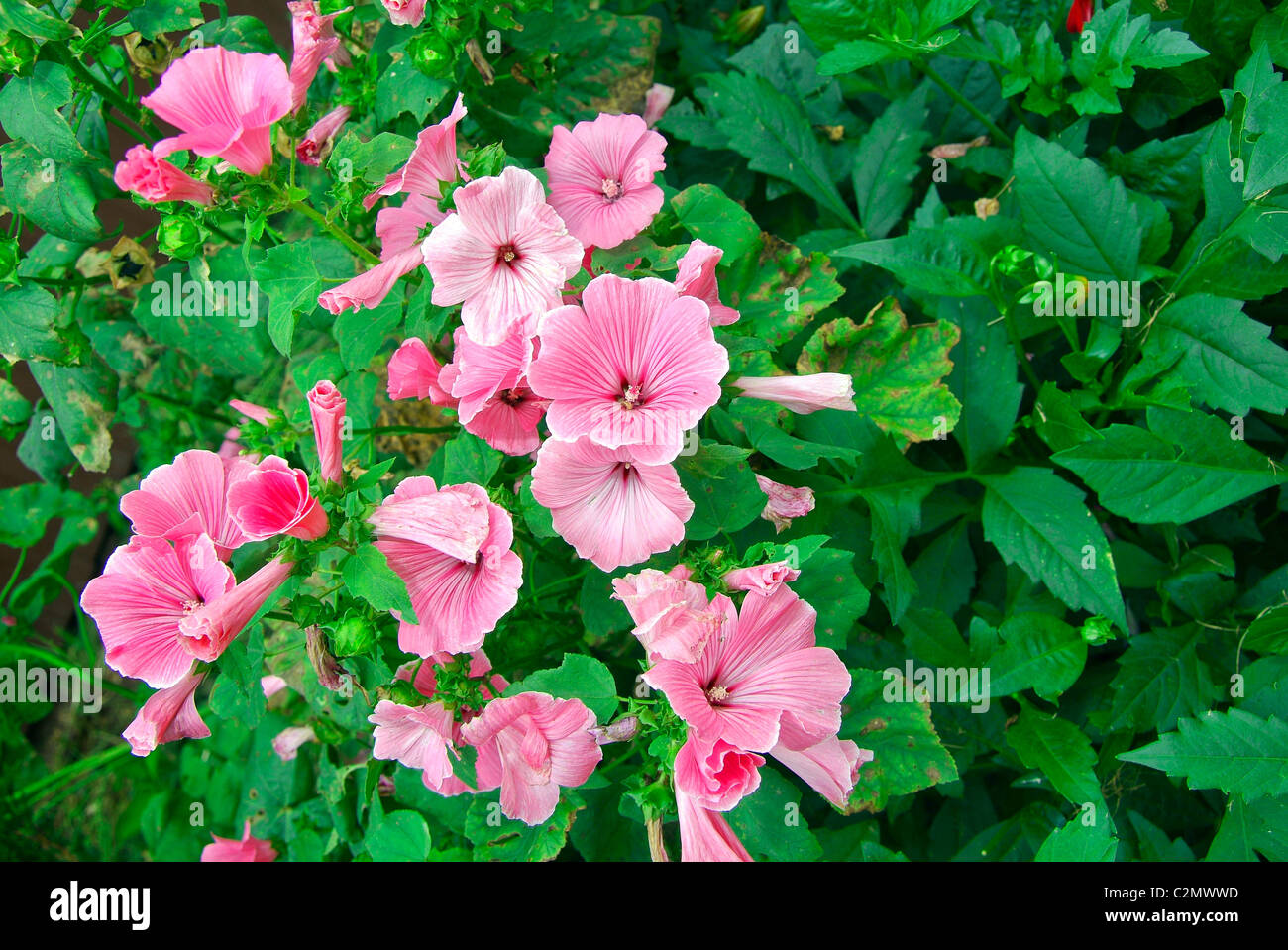 Flowers, macro, background, nature, vegetation, red, botany, plant ...