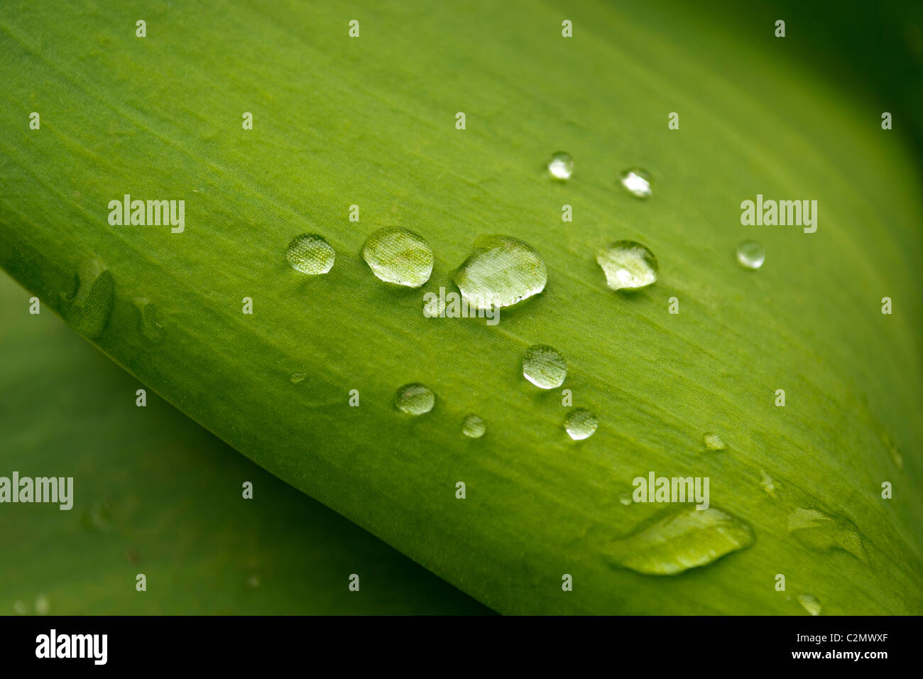 Morning dew on a leaf close up photo Stock Photo - Alamy