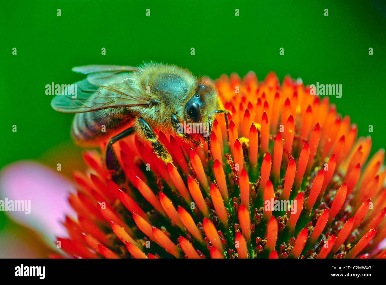 Bee, Insect, Flowers, macro, background, nature, vegetation, red ...