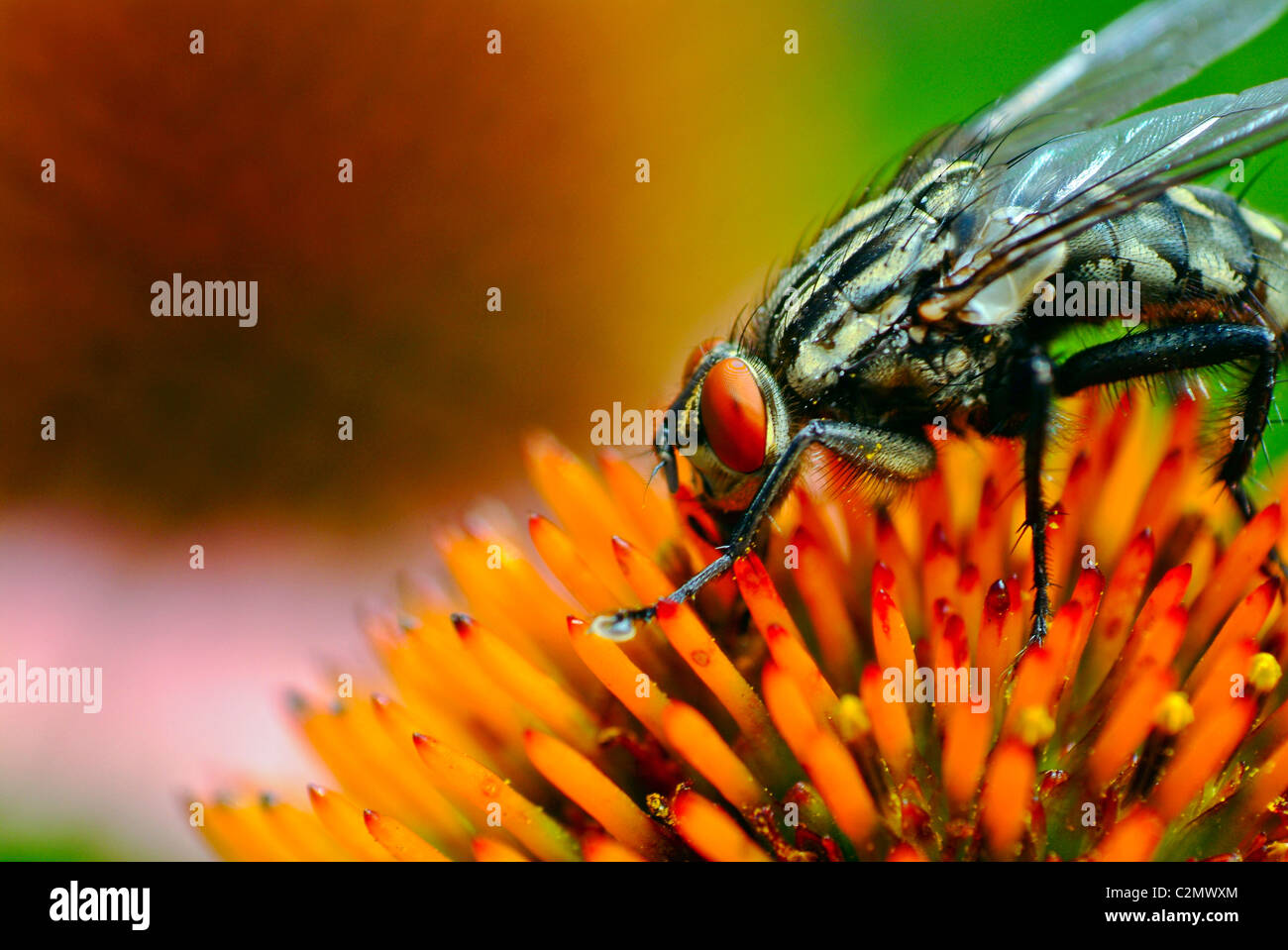 Fly close up hi-res stock photography and images - Alamy