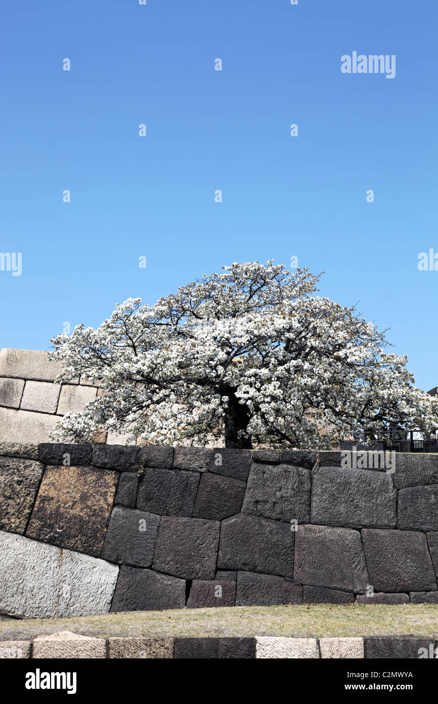 Tree and stone hi-res stock photography and images - Alamy