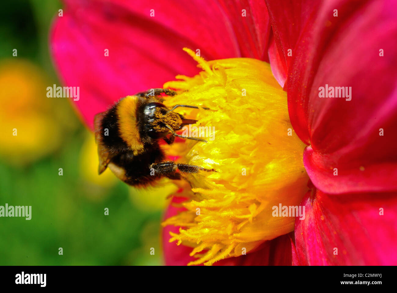 Bumblebee, Flowers, macro Stock Photo - Alamy