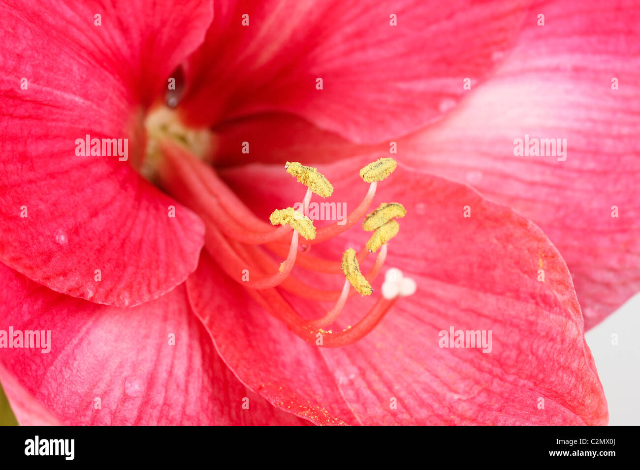 Royal red hi-res stock photography and images - Alamy