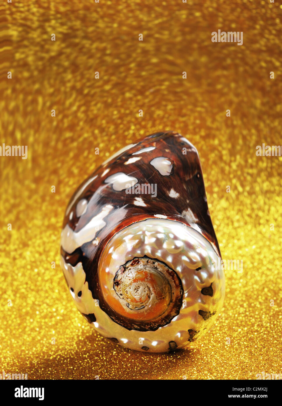 Nautilus at beach hi-res stock photography and images - Alamy