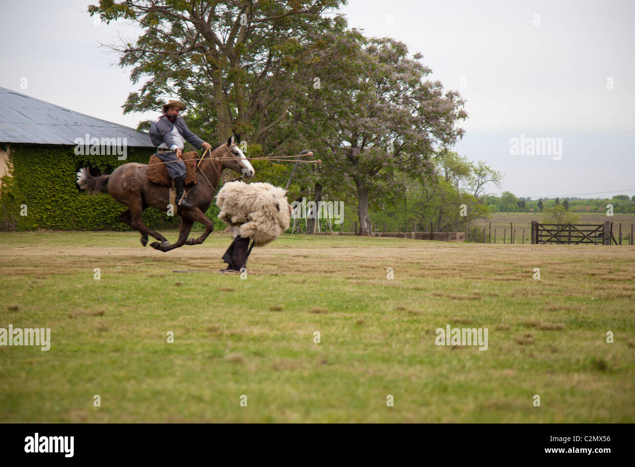 Demonstration of gaucho sheep mustering skills, La Carabassa, Argentina ...