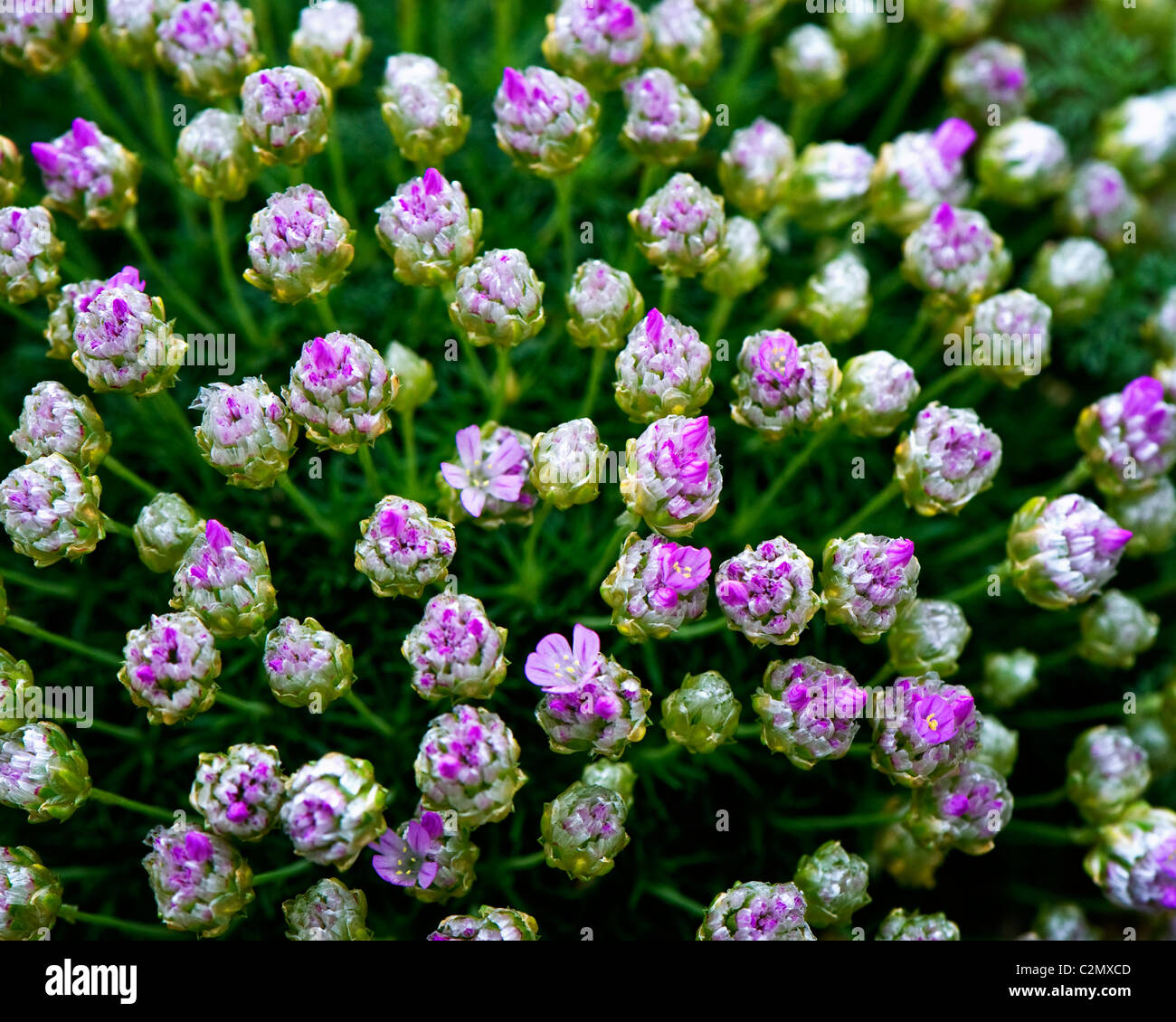Spring draba draba verna hi-res stock photography and images - Alamy