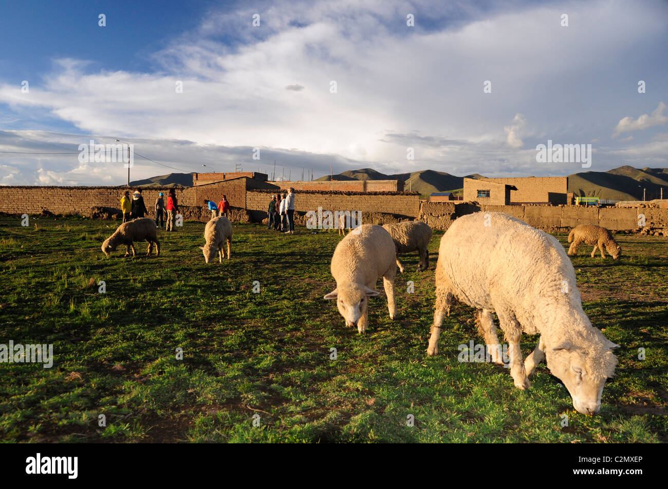 Sheeps in the field at Peru Stock Photo - Alamy