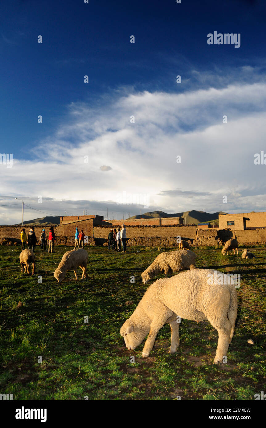 Sheeps in the field at Peru Stock Photo - Alamy