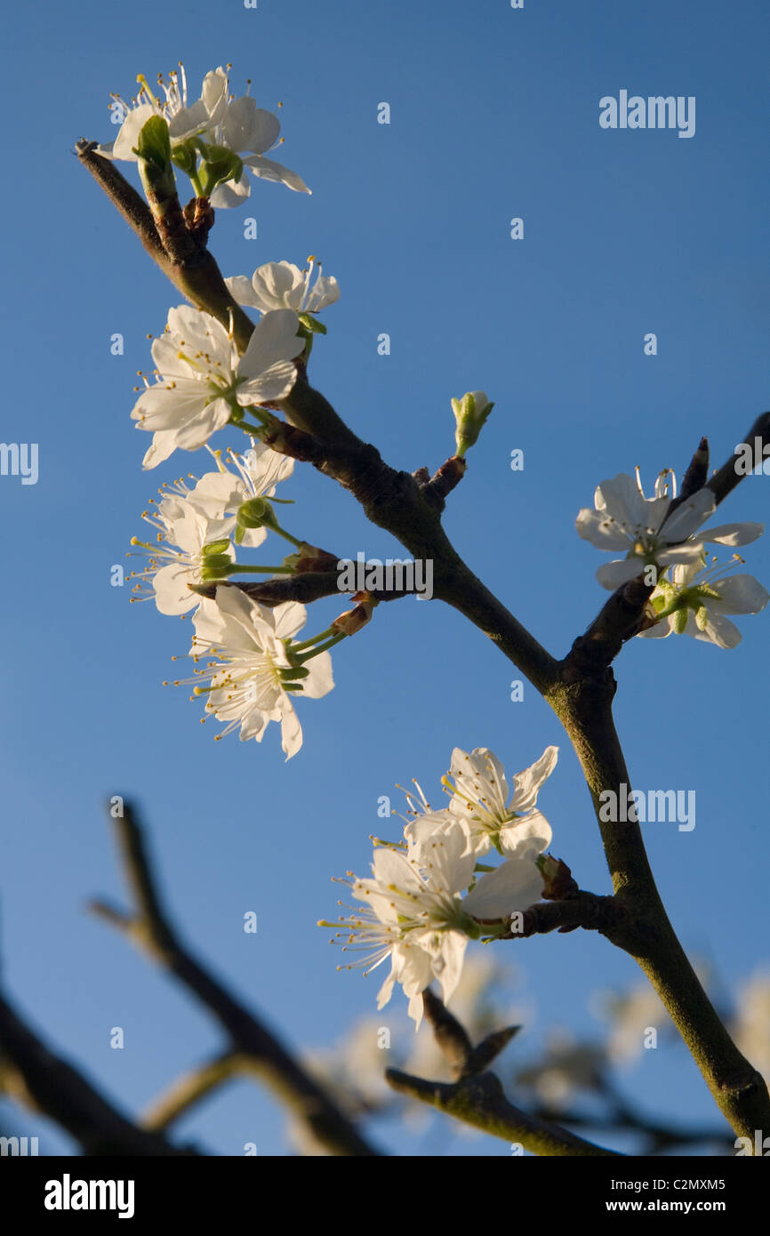 Victoria plum tree blossom hi-res stock photography and images - Alamy
