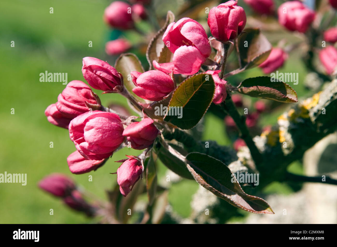 Malus maypole hi-res stock photography and images - Alamy